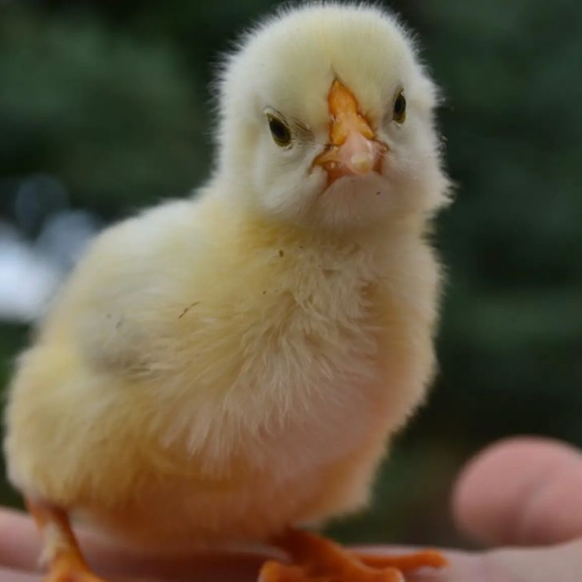 Stanley School - Our Chicken Experience